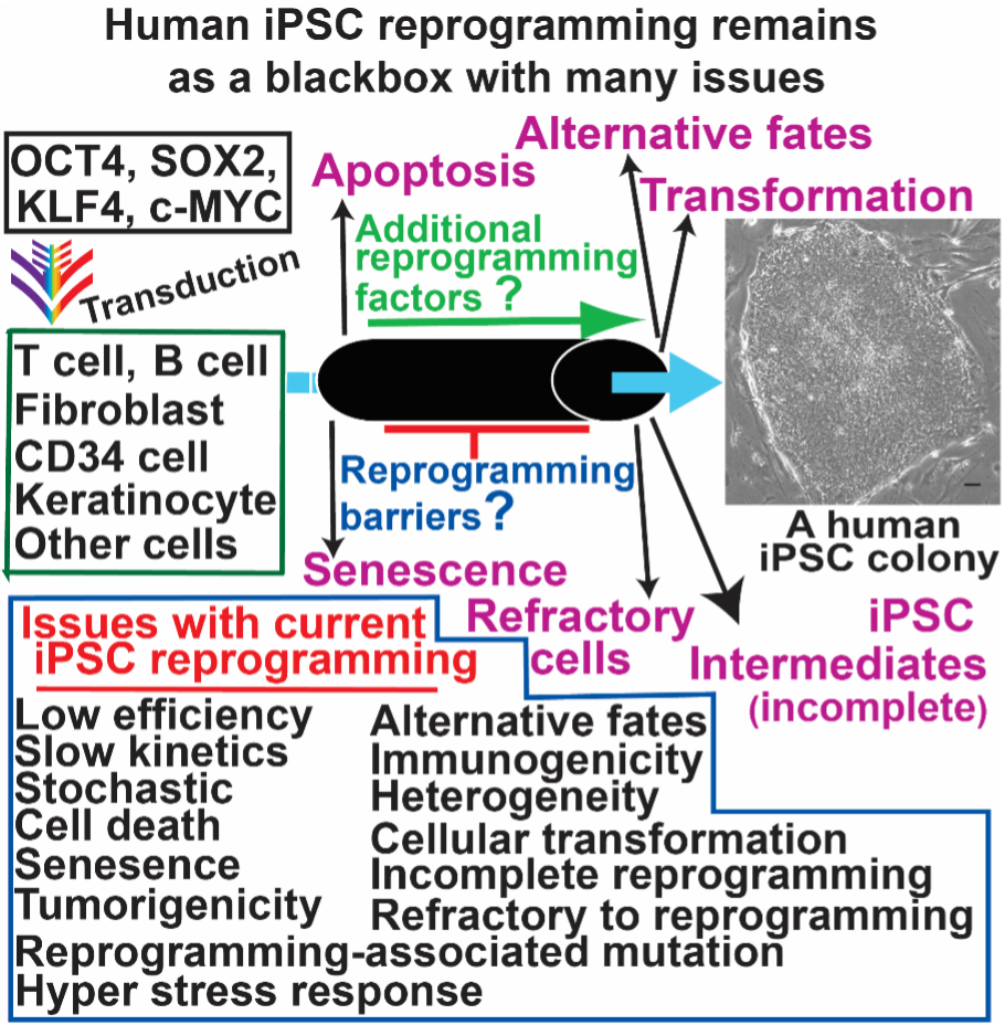 Explore Kejin Hu Lab's Cutting-Edge Research at UNT Health